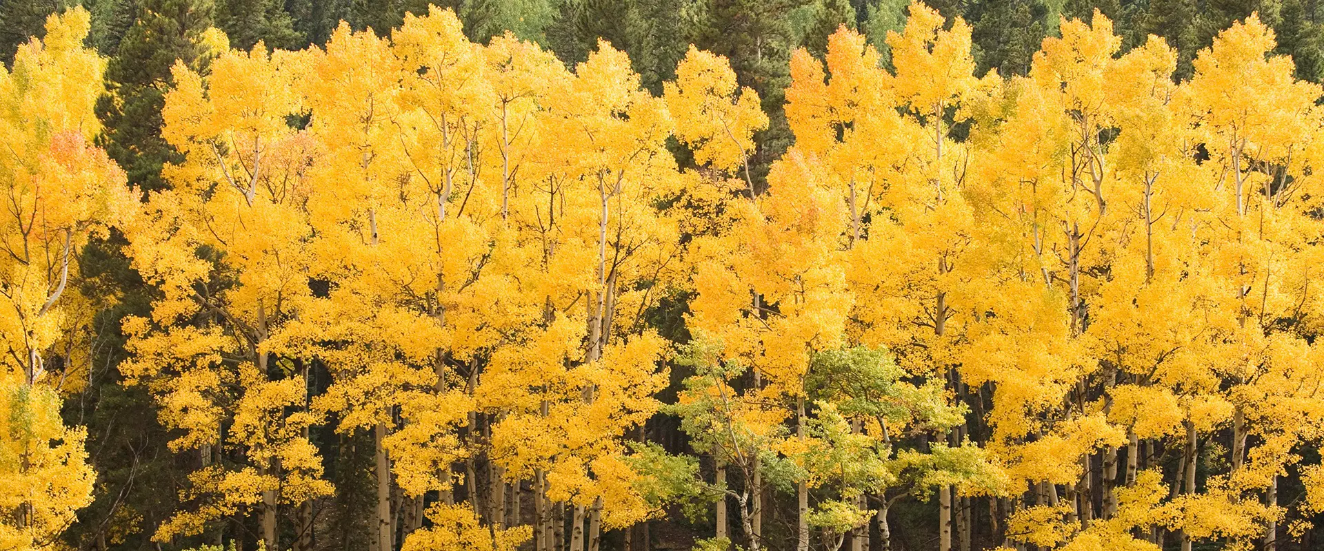Best Week to See Fall Colors in Estes Park 2024: - Estes Park