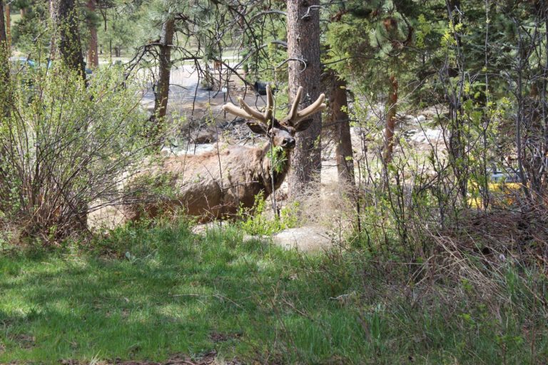 Workshire Lodge - Estes Park